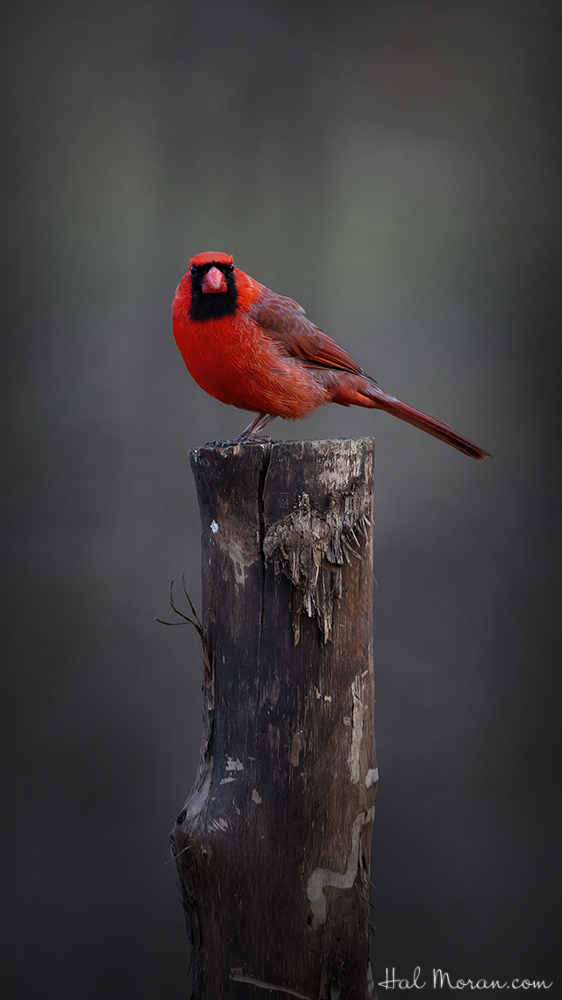 All about bird photos gallery - Hal Moran - a wandering photographer