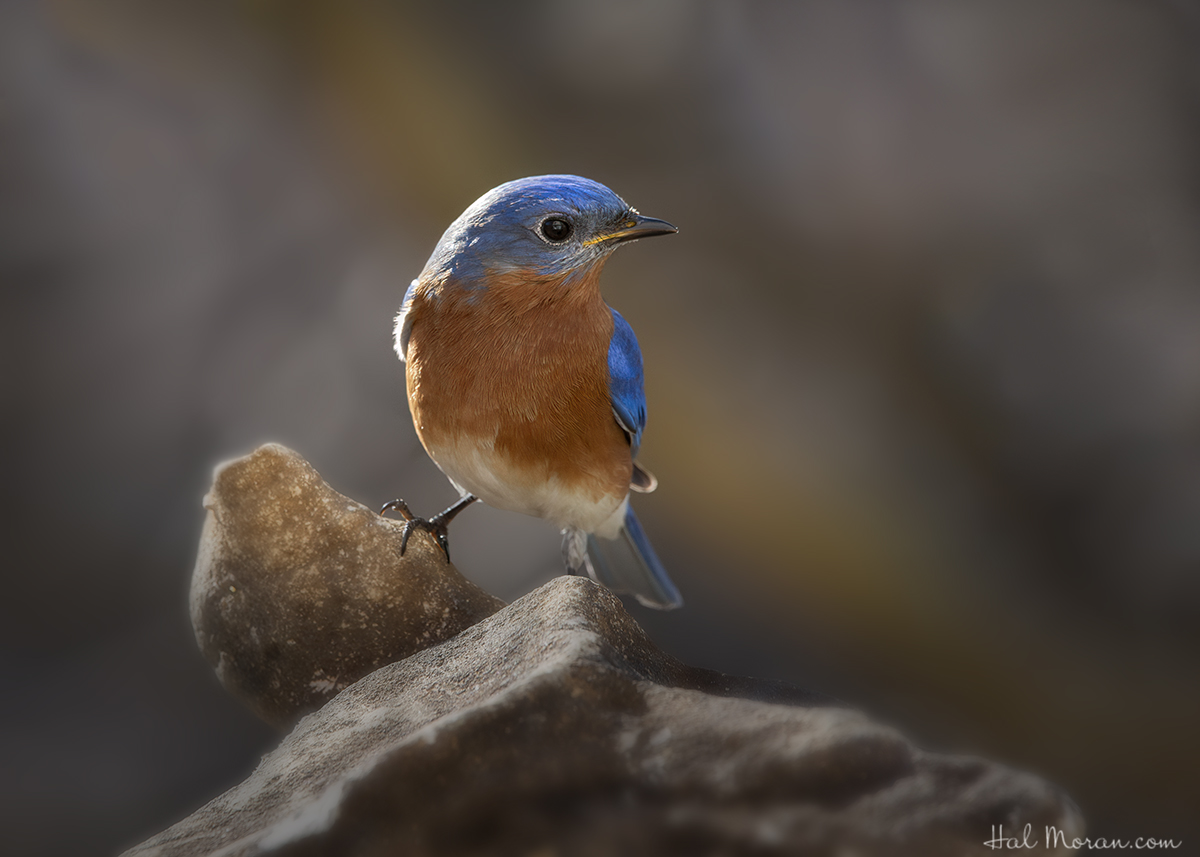 All about bird photos gallery - Hal Moran - a wandering photographer