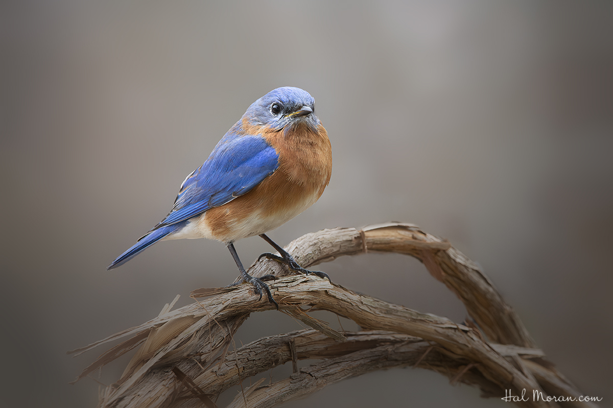 All about bird photos gallery - Hal Moran - a wandering photographer