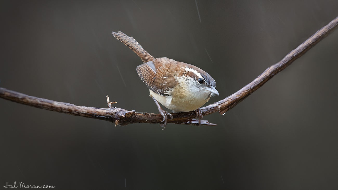 All about bird photos gallery - Hal Moran - a wandering photographer