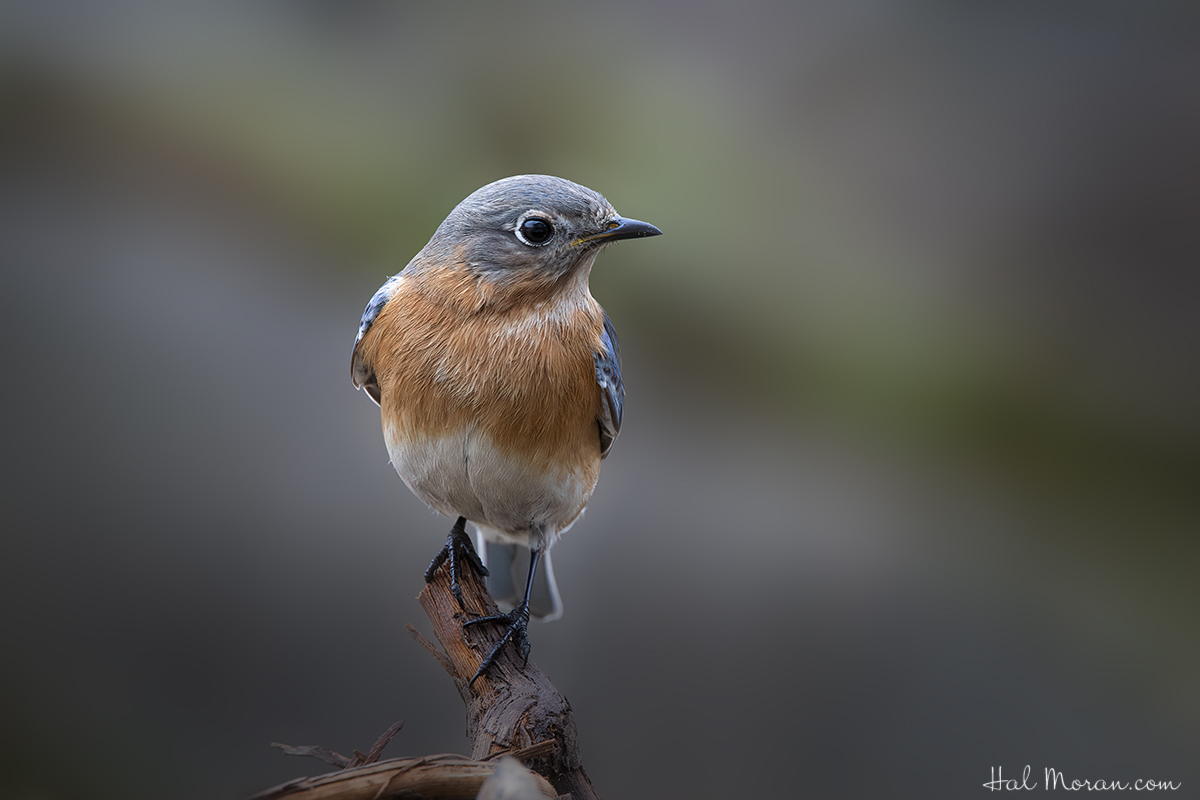 All about bird photos gallery - Hal Moran - a wandering photographer