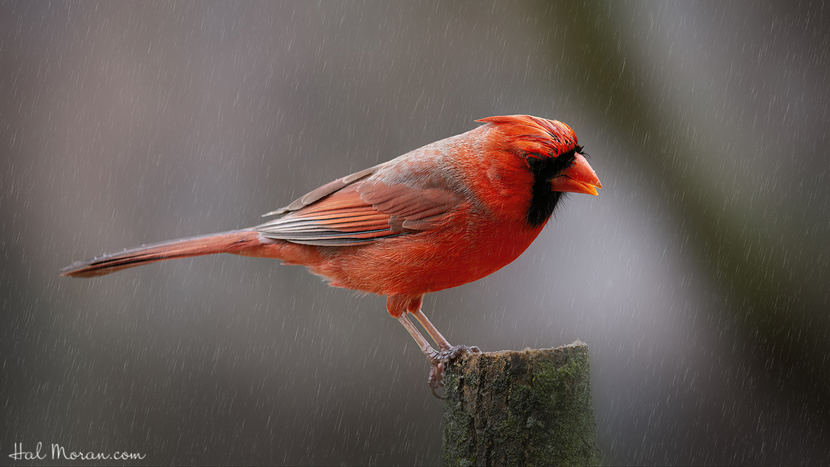 All about bird photos gallery - Hal Moran - a wandering photographer