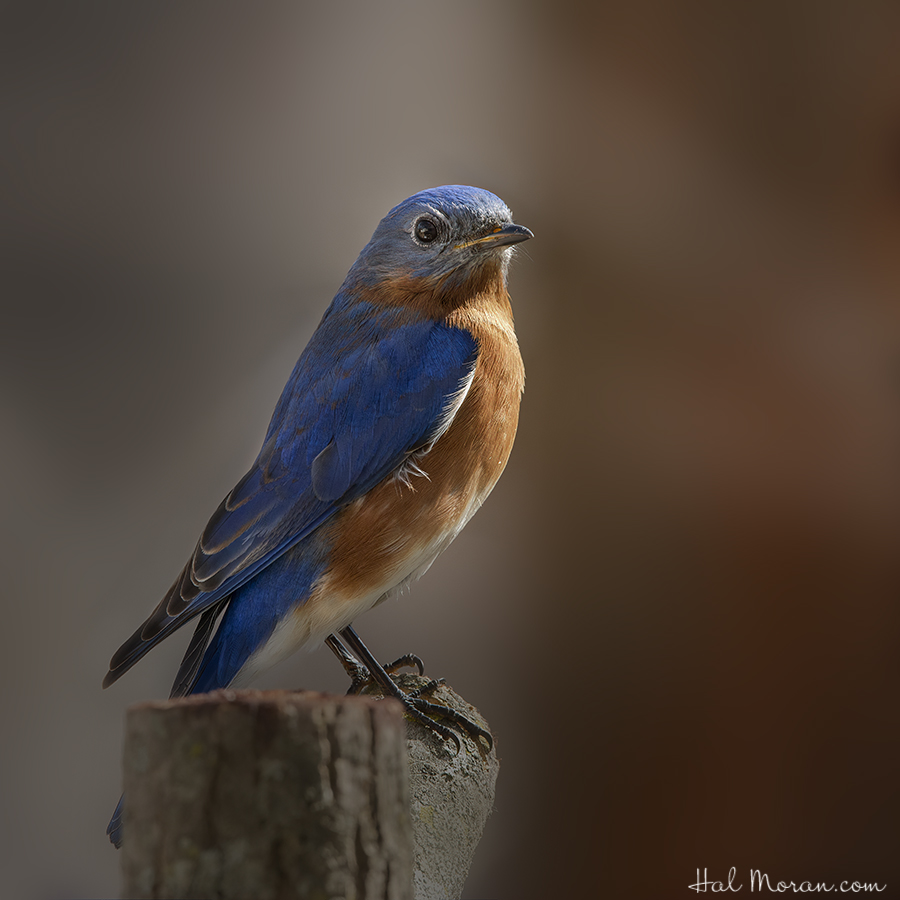 All about bird photos gallery - Hal Moran - a wandering photographer