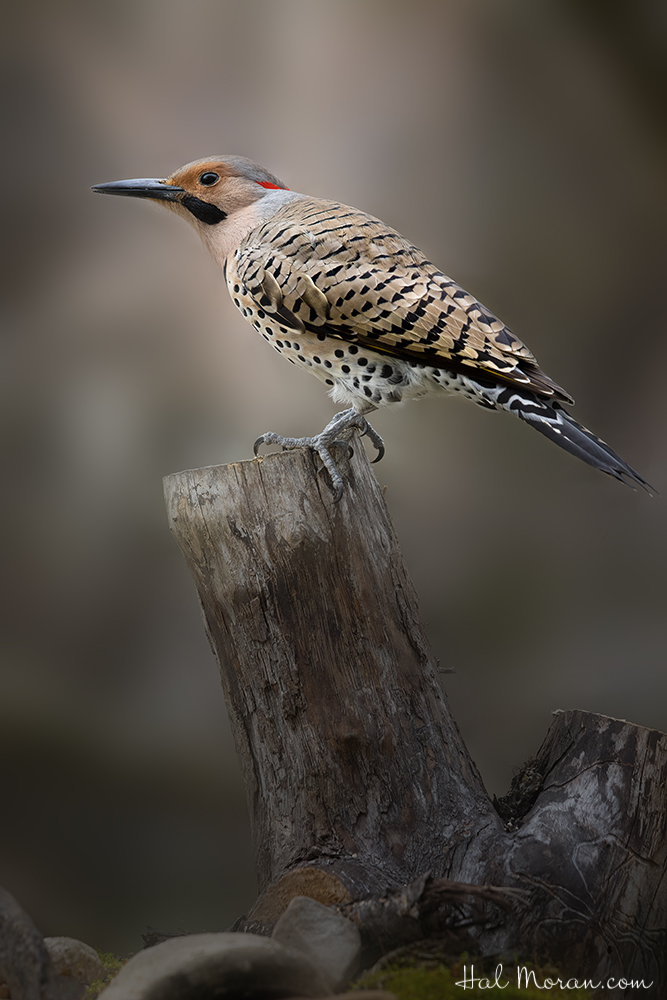 All about bird photos gallery - Hal Moran - a wandering photographer