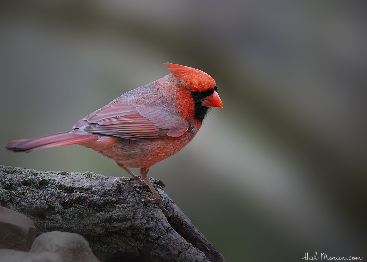 All about bird photos gallery - Hal Moran - a wandering photographer