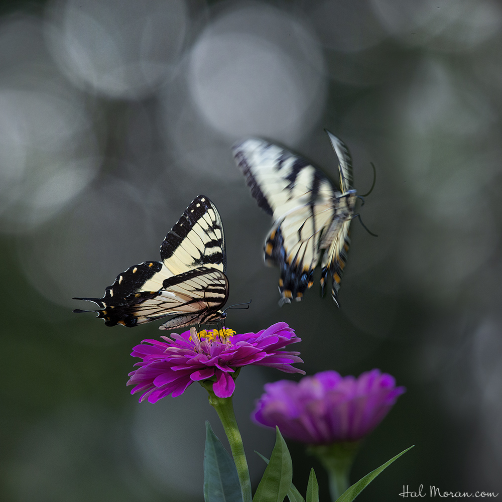 Naturals Gallery - Hal Moran - a wandering photographer