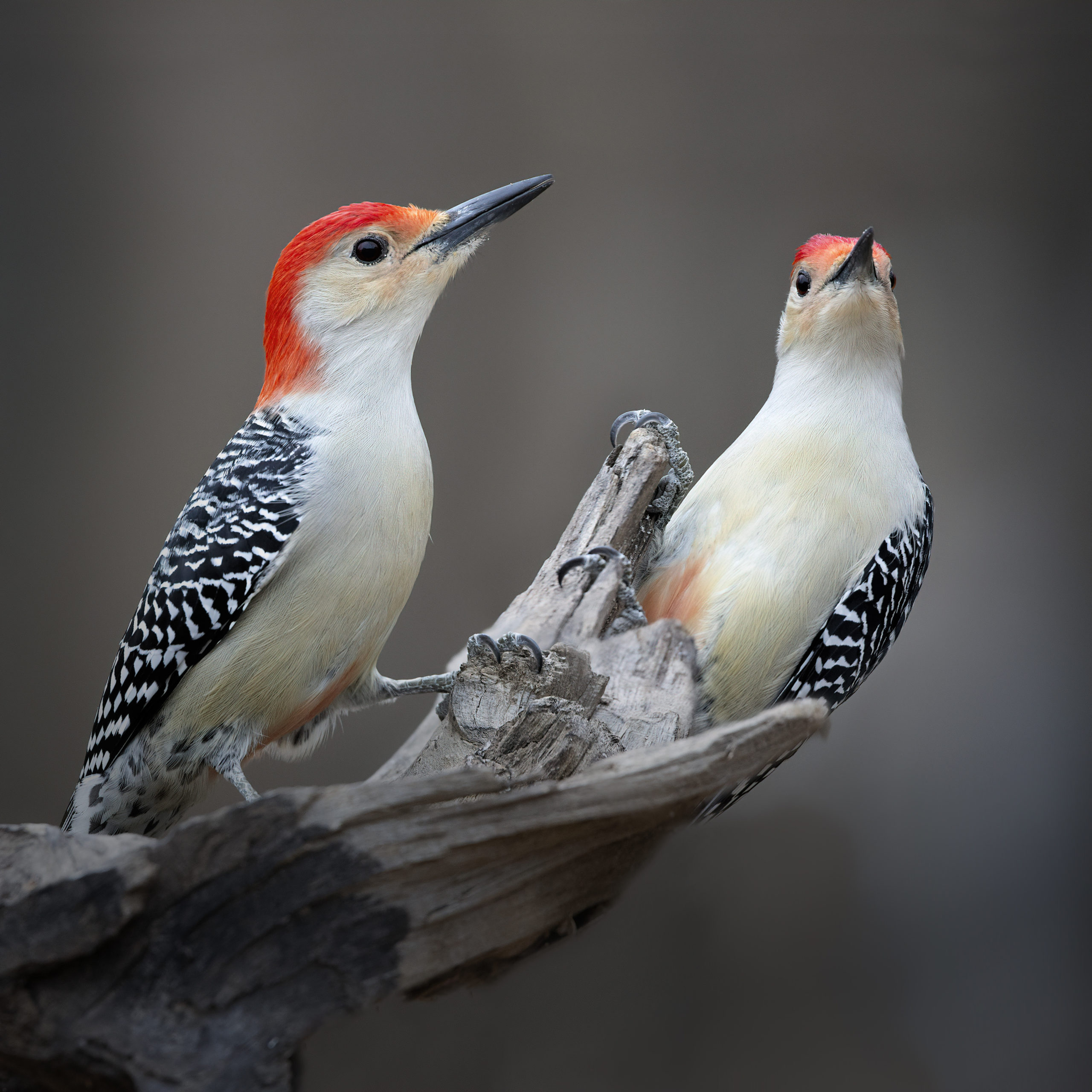 Bird Gallery #3 - Hal Moran - a wandering photographer