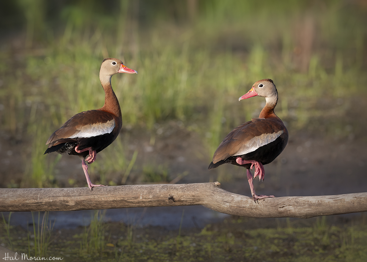 My unique bird list - Hal Moran - a wandering photographer