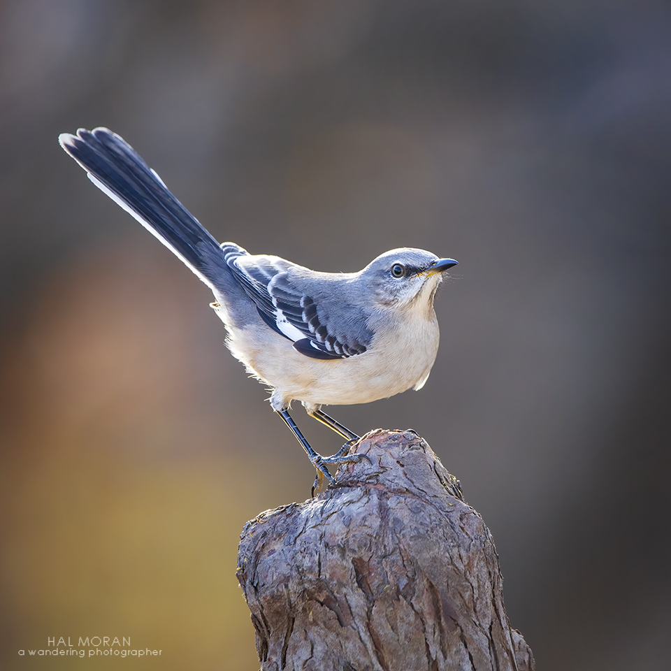 Bird Gallery #5 - Hal Moran - a wandering photographer
