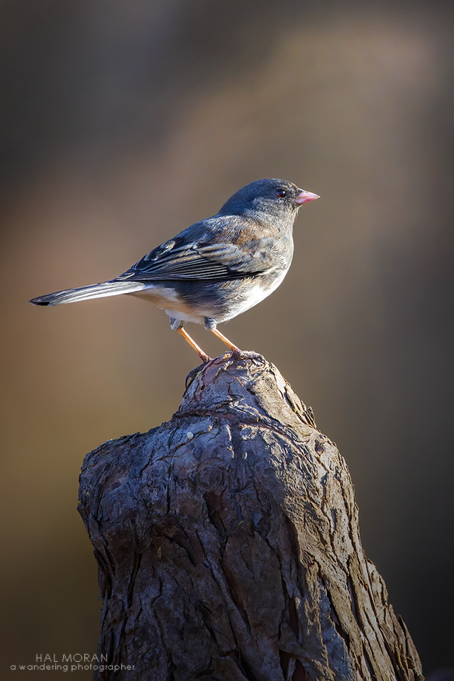 Bird Gallery #5 - Hal Moran - a wandering photographer