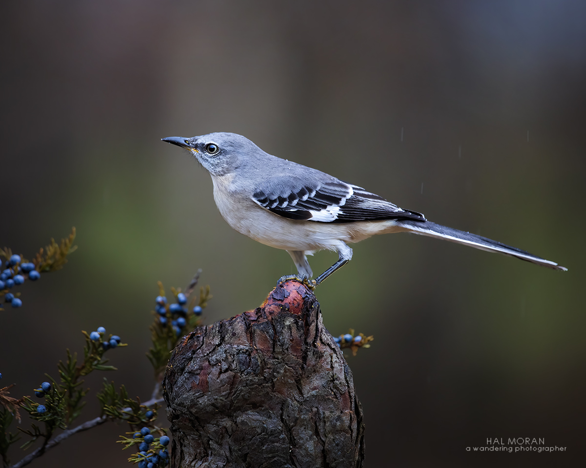 Bird Gallery #5 - Hal Moran - a wandering photographer