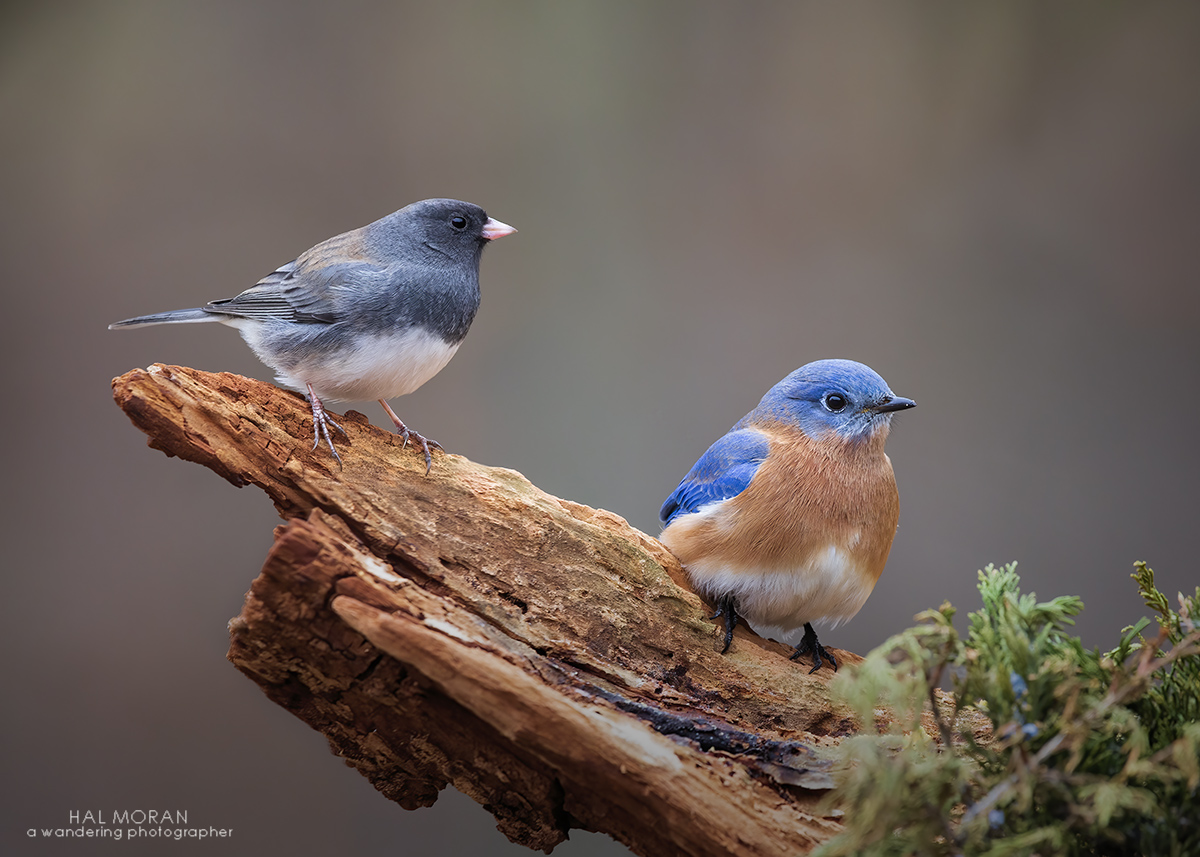 New perch material - Hal Moran - a wandering photographer