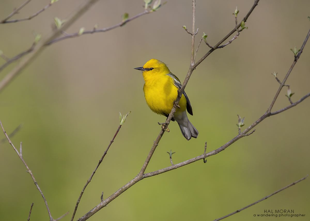 Introducing Birques (aka bird plaques) - Hal Moran - a wandering ...