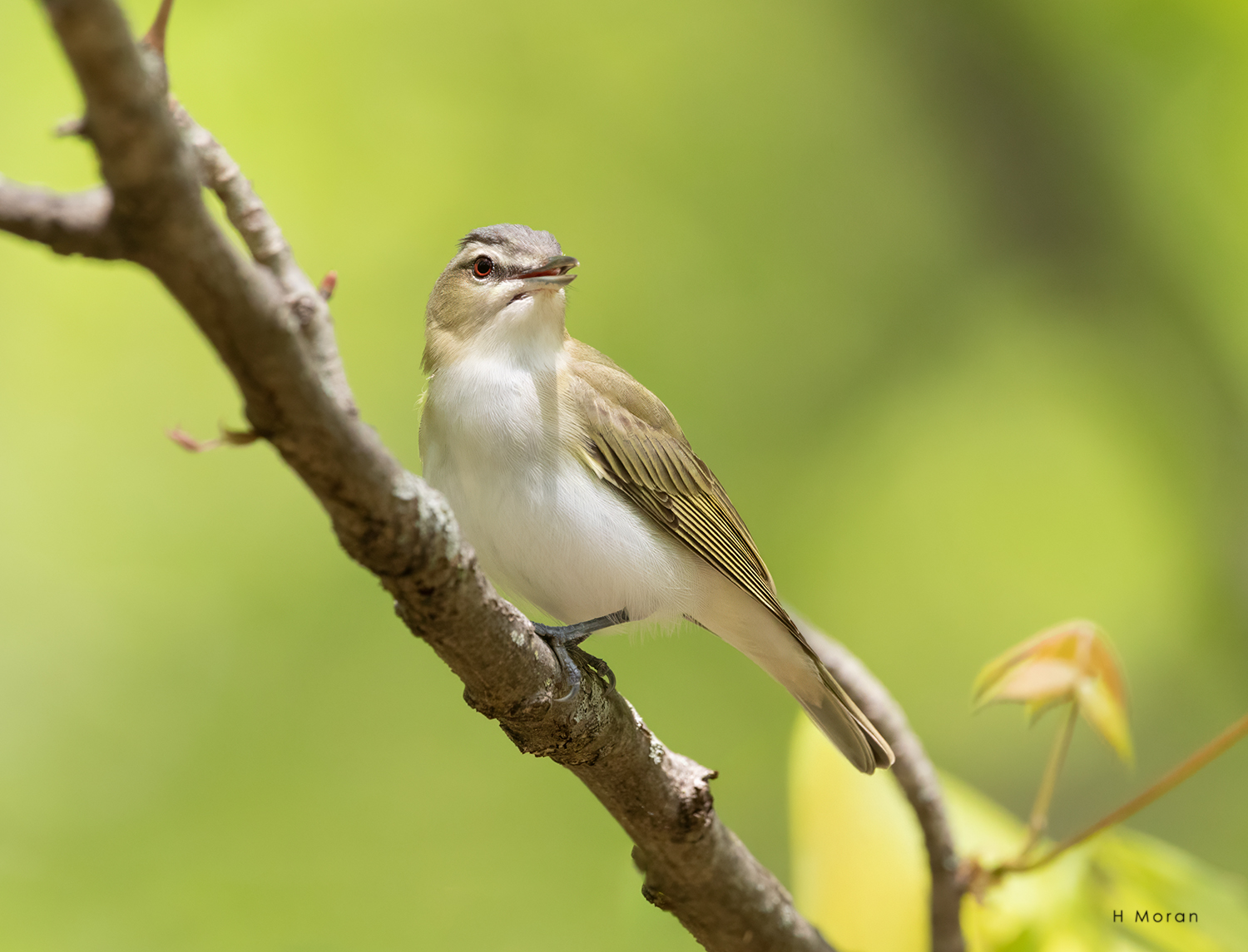 My Missouri Backyard Bird "HALmanac" – 2nd Qtr 2025 - Hal Moran - a ...